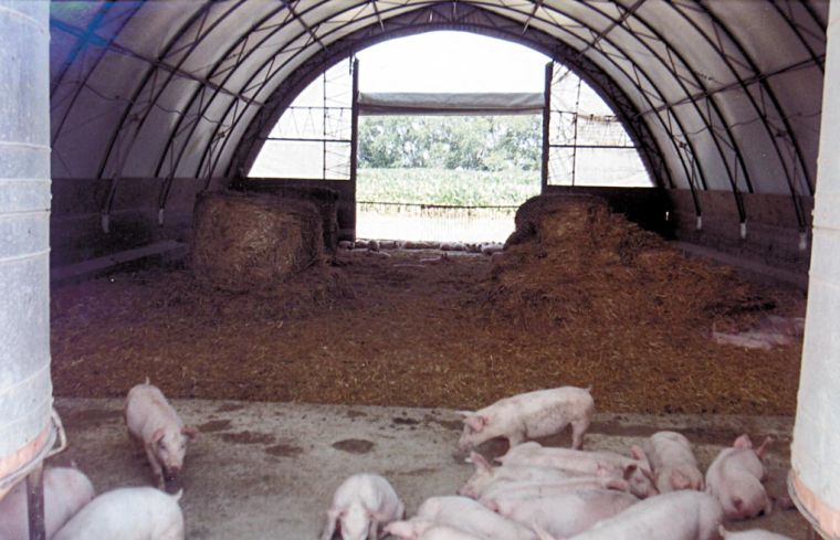 Deep-litter farrowing just may be nature’s way | Archives ...