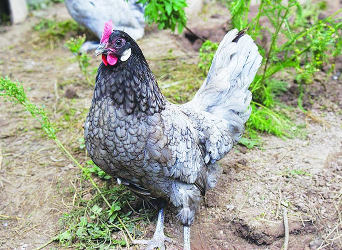 Iowa hatchery urges proper care for baby chicks | News | thelandonline.com