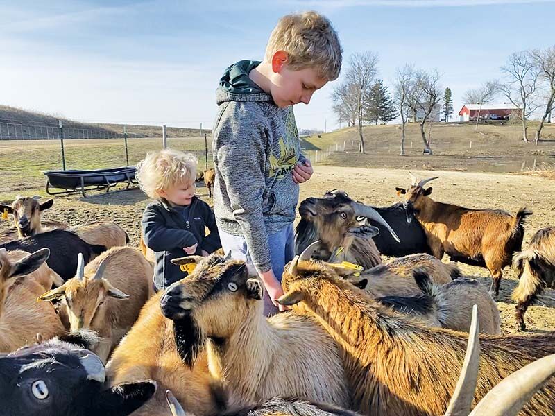 Back Roads: Goofy or not, these goats please a crowd | News ...