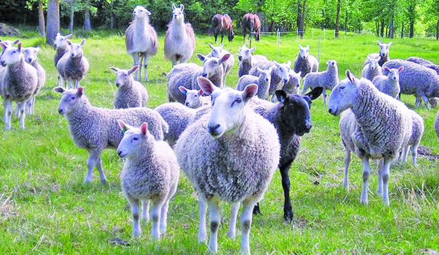 Couple builds English sheep flock in Red River Valley | News ...