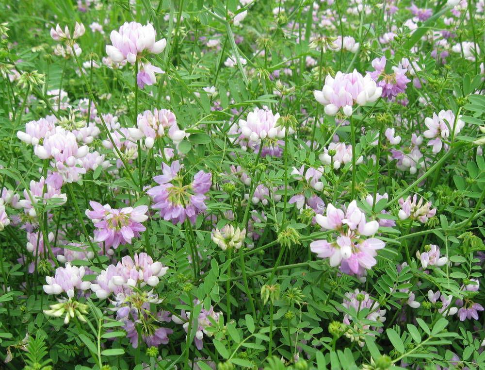 Minnesota April Weed of the Month: Crown Vetch | Nuts & Bolts ...