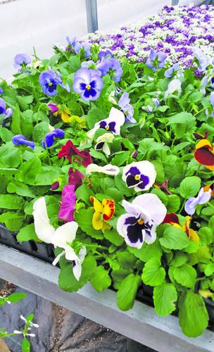 Teamwork is key to Westbrook-Walnut Grove FFA | News | thelandonline.com