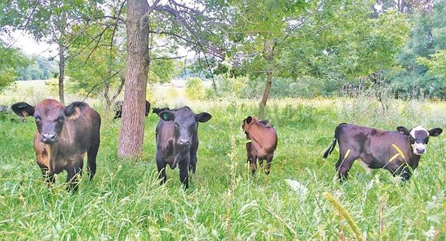Incorporating silvopasture is a long-term commitment to the land | News ...