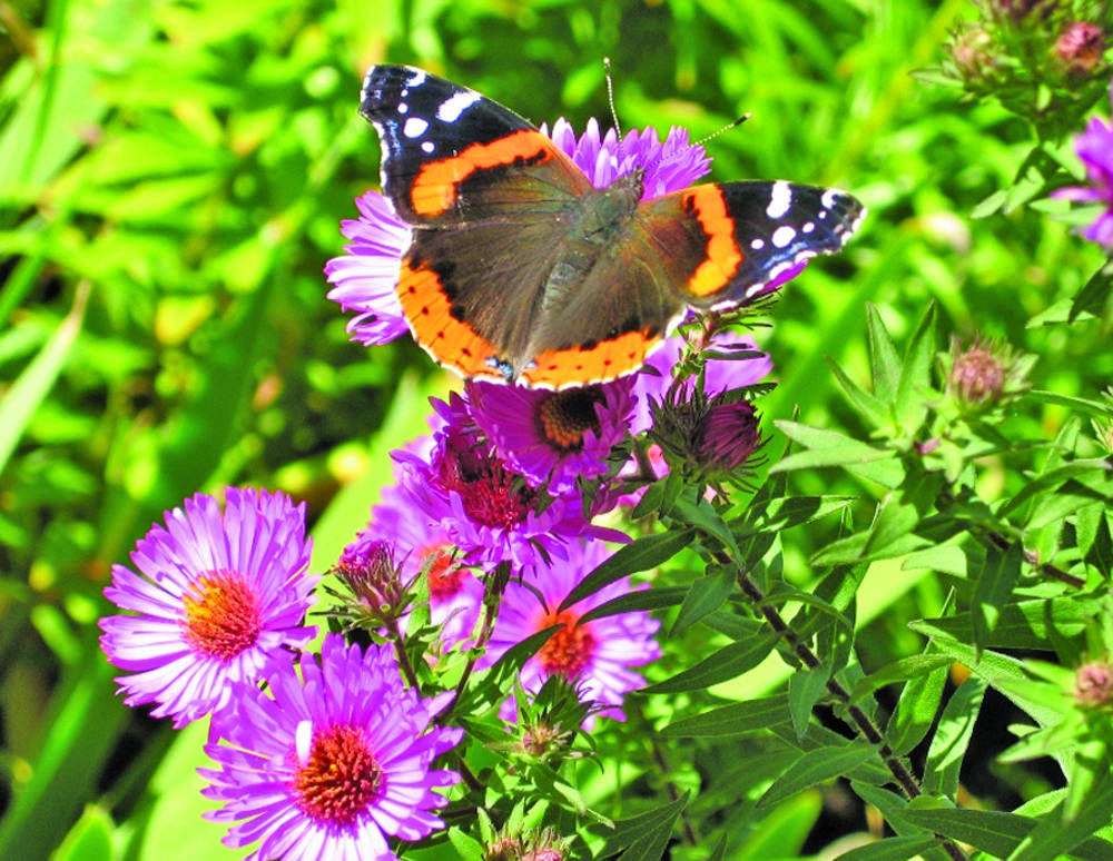In The Garden: New England aster attracts butterflies | News ...