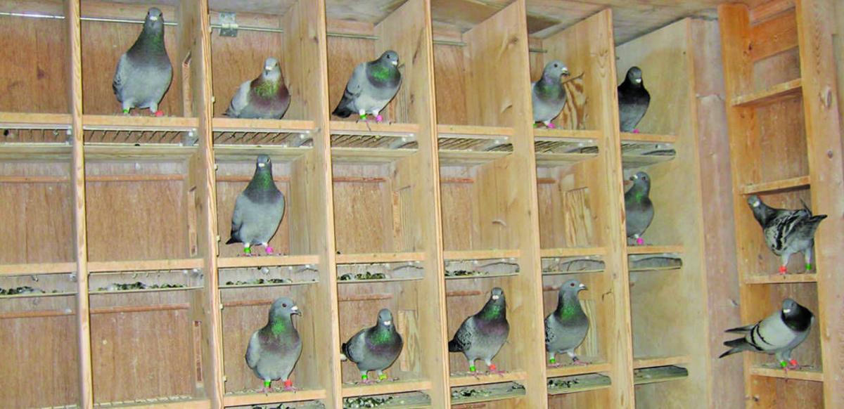 Pigeon racing is much more than just winging it | News | thelandonline.com