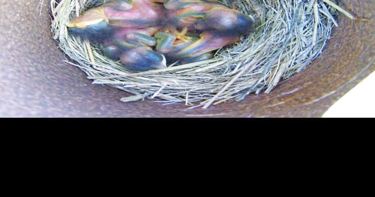 Bluebird Recovery Project rebuilding population | News | thelandonline.com