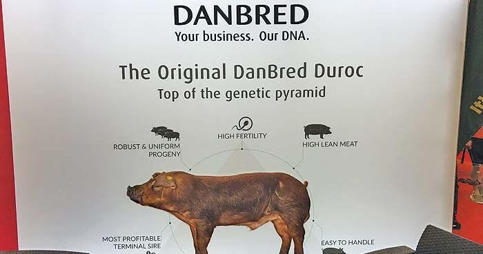 Danish swine genetics are making their way to the United States | News ...