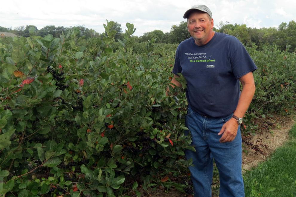 Iowa farmer reaping benefits of Aronia berries | News | thelandonline.com