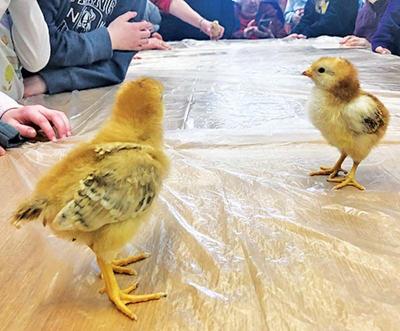 Newly-hatched baby chicks teach children about life | News ...