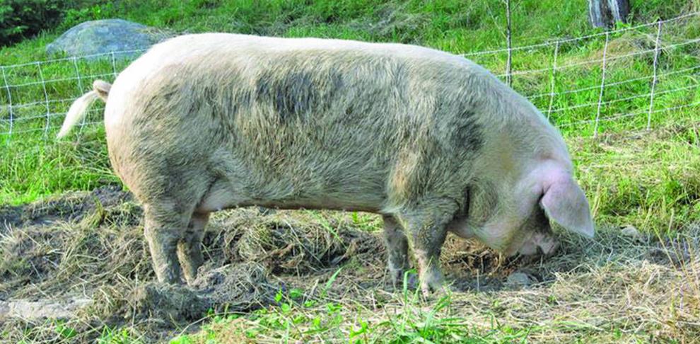 Grazing pigs in orchards creates healthy orchards, pigs | News ...