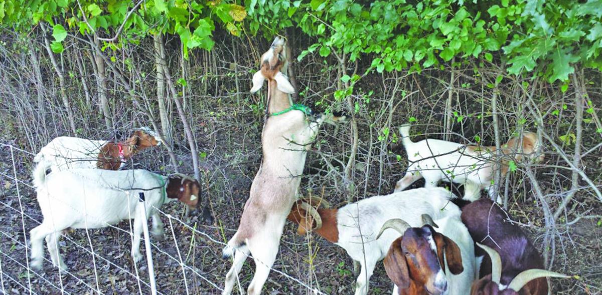 Goat Dispatch delivers weed control to your yard | News | thelandonline.com