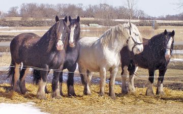 Shires have a lot of pull with draft horse owners | News ...