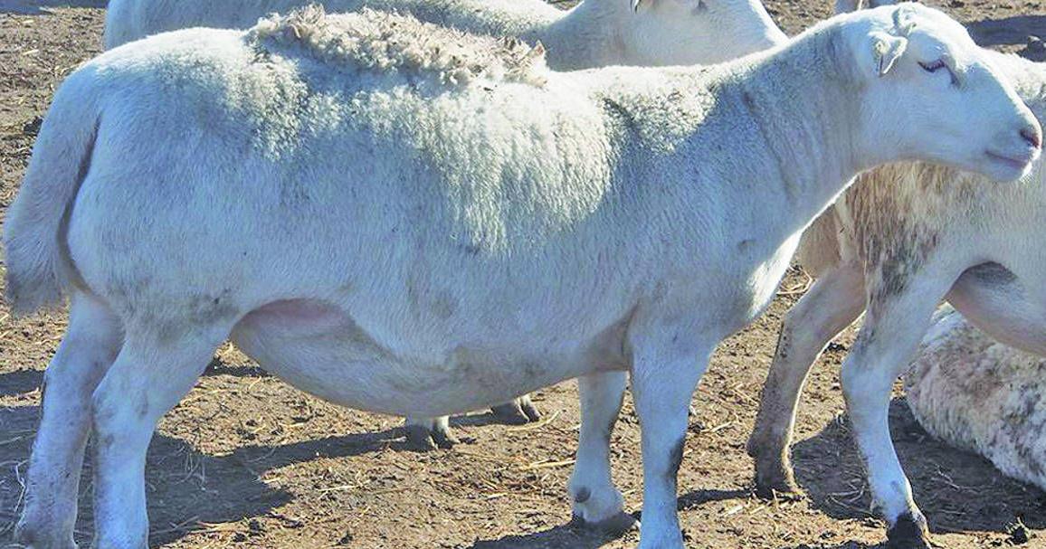 dorper sheep