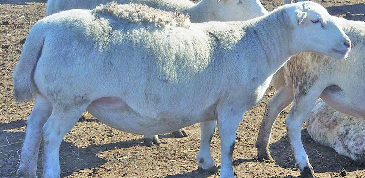 South African sheep thrive on Iowa grass, legumes | News ...