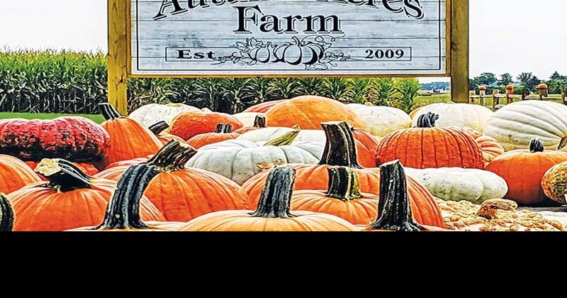 Autumn Acres features pumpkins galore and much more | News ...
