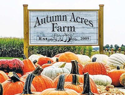 Autumn Acres features pumpkins galore and much more | News ...