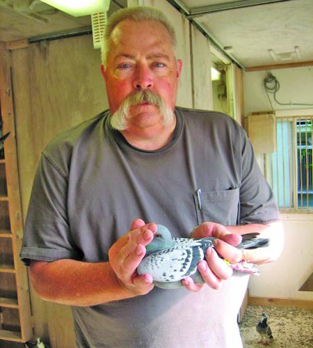 Pigeon racing is much more than just winging it | News | thelandonline.com