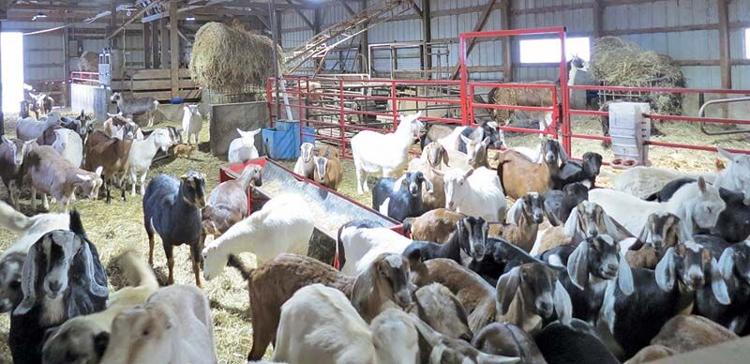 Goat milk creamery began with friendly 4-H rivalry | News ...