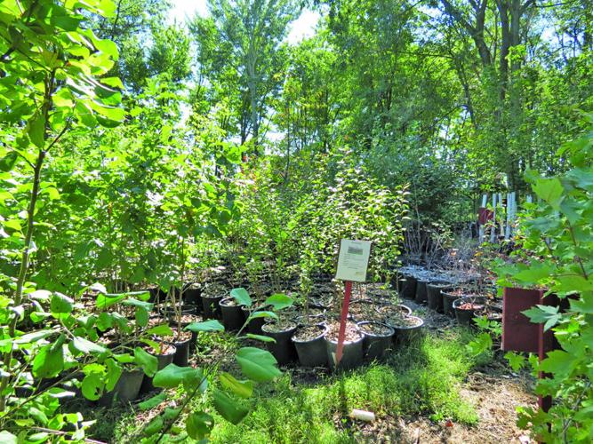 ‘The Tree Man’ is modern-day Johnny Appleseed | News | thelandonline.com