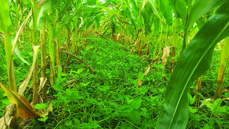 Kura clover pumps nitrogen for corn, boosts bottom line | News ...