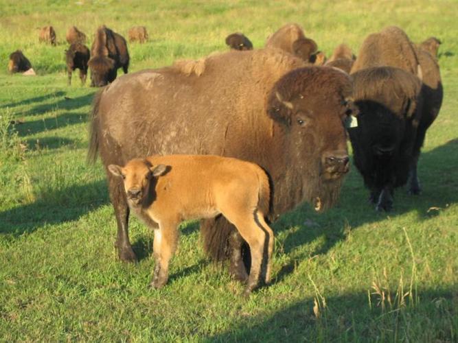 Cover story: Bison growing in numbers, popularity | Archives ...