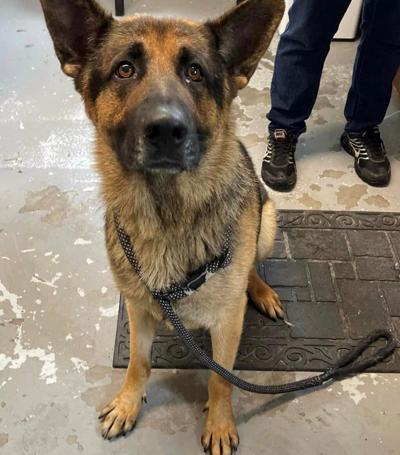 Animals can now be adopted on Saturdays | News | thelebanonnews.com