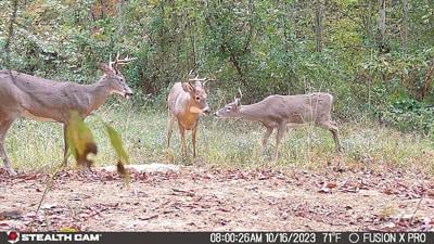 CWD causes changes to the hunting season in three local counties ...