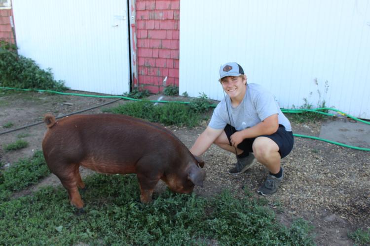 Passion Turns to Profit for Pigs in the Ring | Local News ...