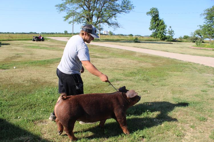 Passion Turns to Profit for Pigs in the Ring | Local News ...