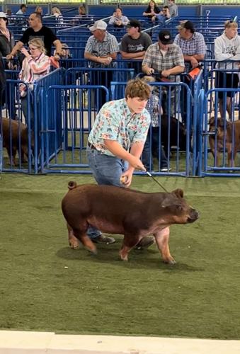 Passion Turns to Profit for Pigs in the Ring | Local News ...