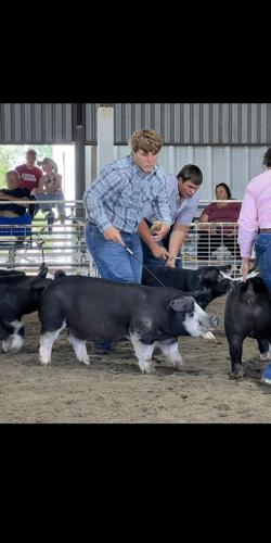 Passion Turns to Profit for Pigs in the Ring | Local News ...