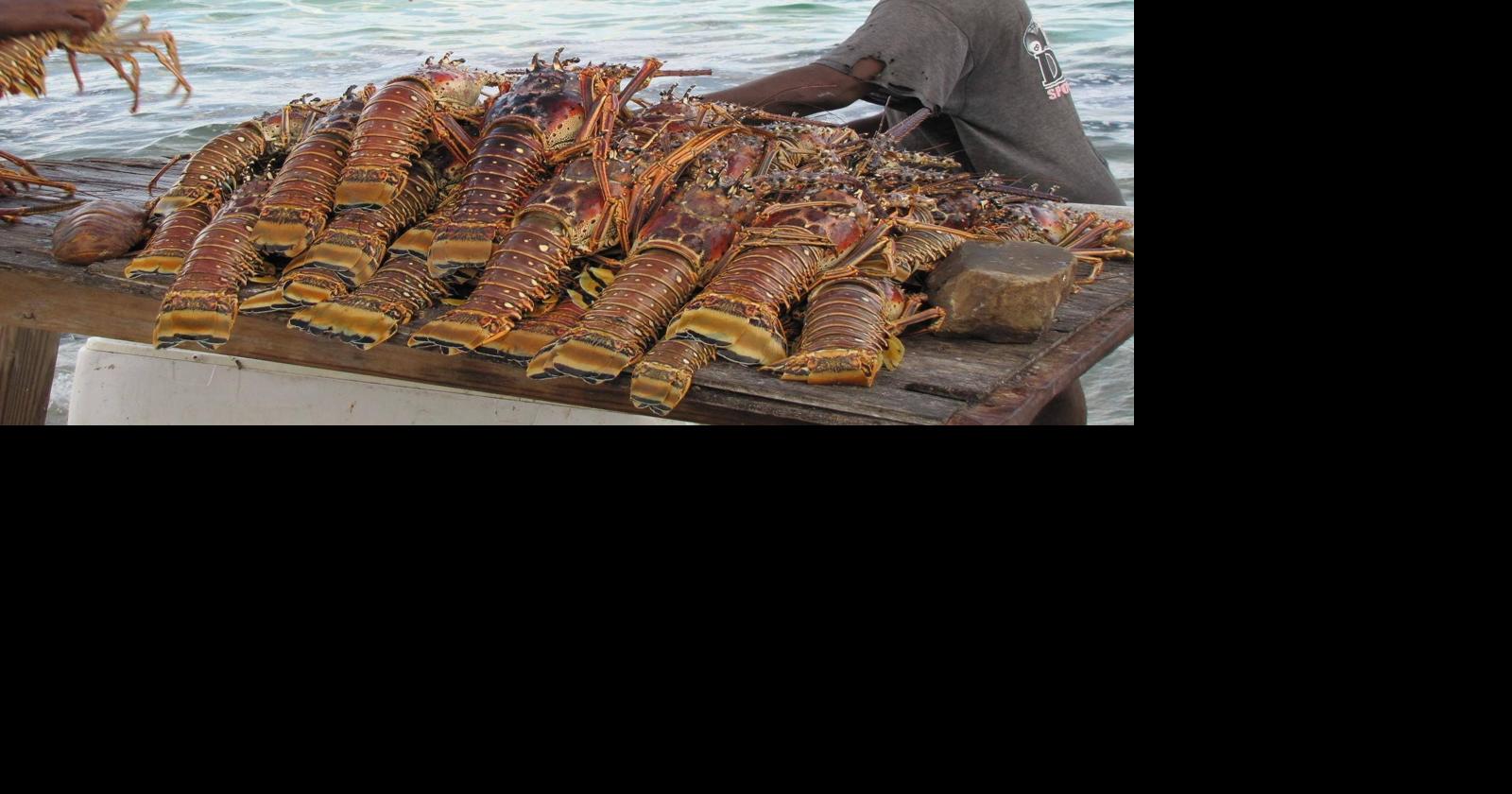 Best crawfish season ever, says NFA president | Business ...