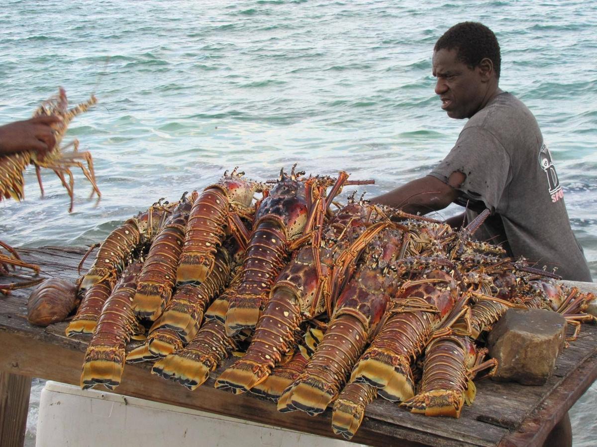 Mailis: US 15% global tariff on crawfish will hurt American consumers ...
