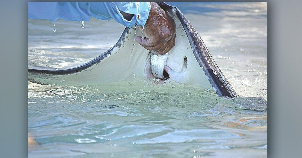 West End native bringing stingray love back | News | thenassauguardian.com