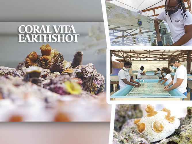 Coral Vita Earthshot Win brings royal visit to Grand Bahama | News ...