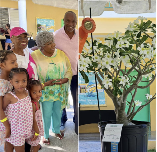 Horticultural excellence: Stephanie Harding's Aechmea Maria-Regina ...
