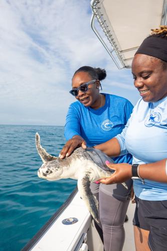 Atlantis Seakeepers release rehabilitated Kemp's ridley sea turtle into ...