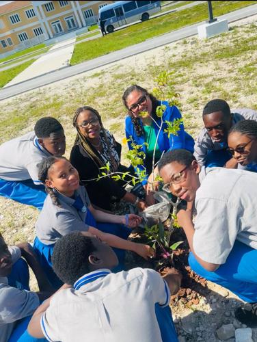 Bahamas Forestry Unit plants Yellow Elder trees at Holmes Rock Junior ...