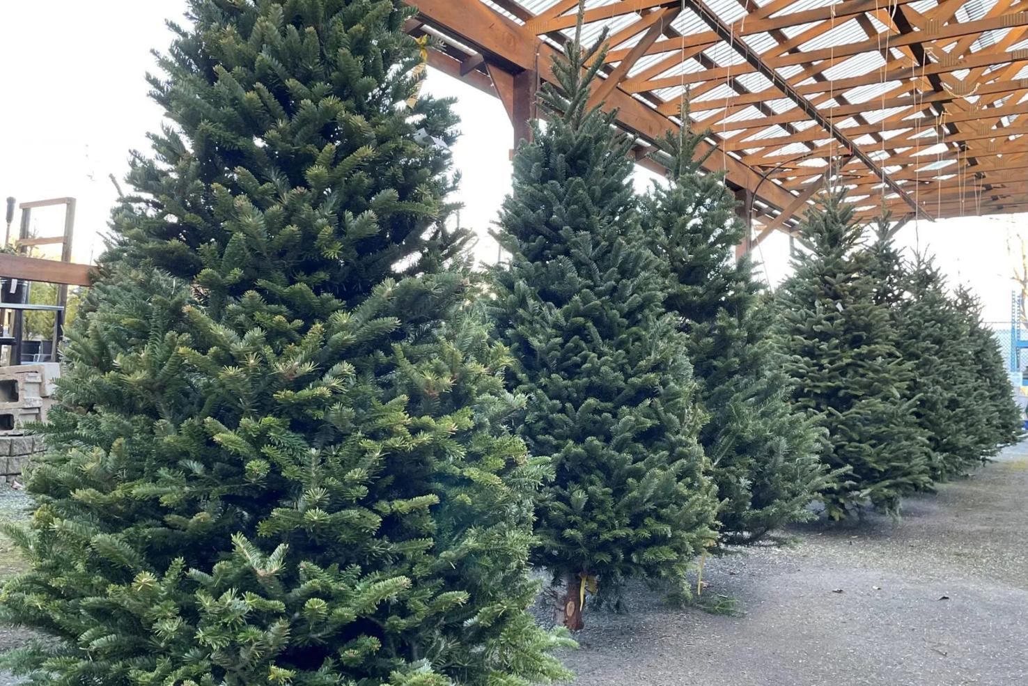 Supplier: Christmas tree sales are 'crazy' this year | Business ...
