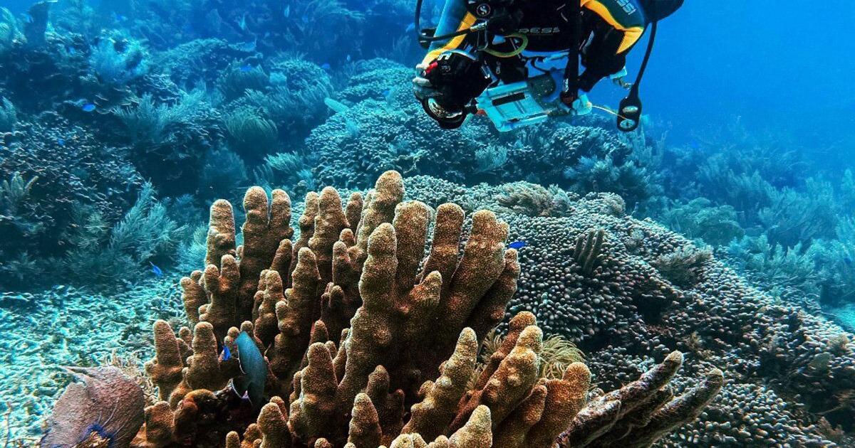 Coral crisis: lethal disease ravages iconic reef in Abaco | News ...