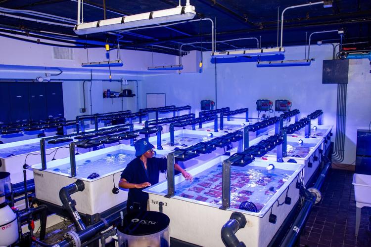 Combating coral reef crisis | Lifestyles | thenassauguardian.com