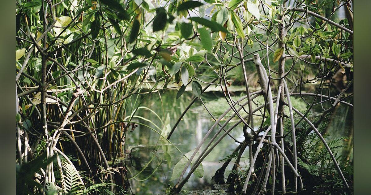 Bahamas a site for study on mangrove insurance | Business ...