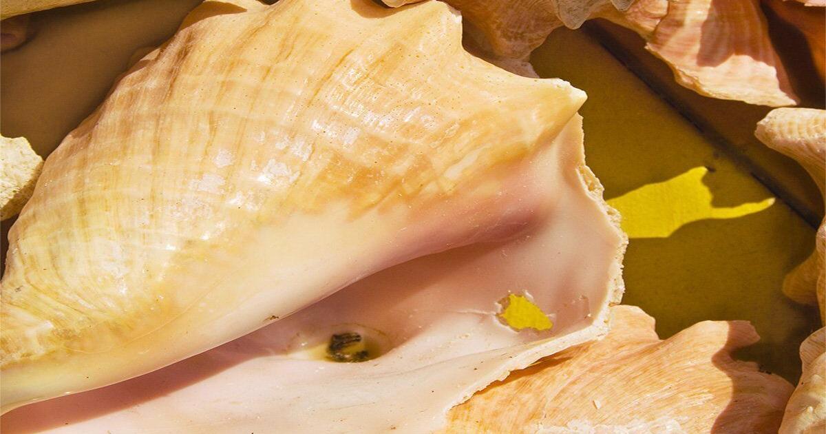 Research shows queen conch populations in marine reserves replenish ...
