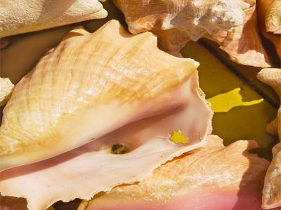 At least 21 cases of conch poisoning reported in the last two weeks ...