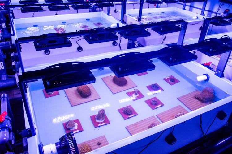 Combating coral reef crisis | Lifestyles | thenassauguardian.com