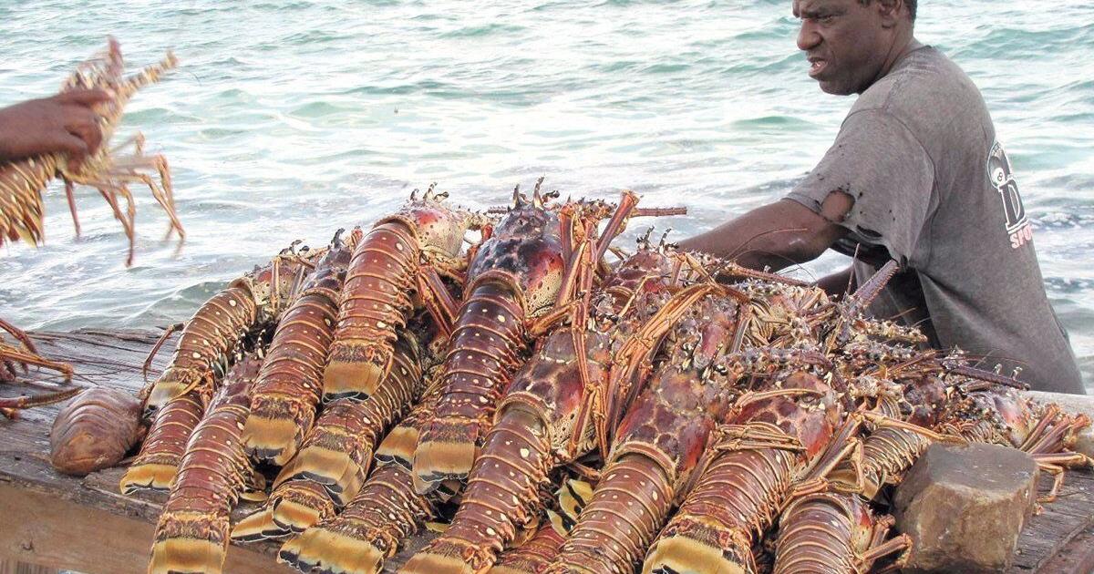 Lobster fishermen hit with price drop on int’l market | Business ...