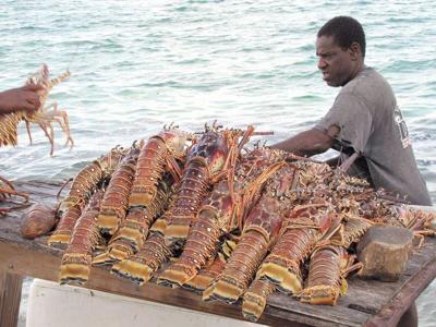 Low lobster price impacting fishermen | Business | thenassauguardian.com