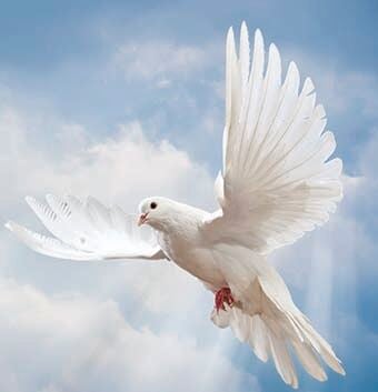 Baby Matteo Clarence Gordon Ralph Moxey | Obituaries ...