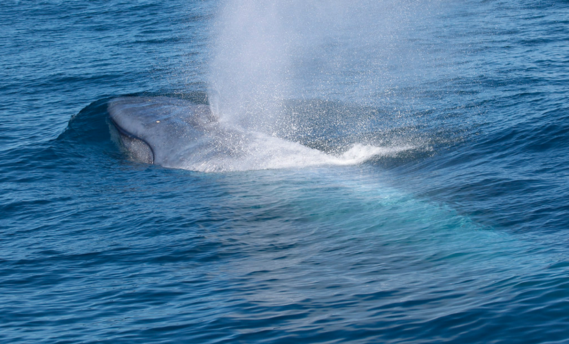 Photos / Blue Whale Research: Environmental conditions impact foraging ...