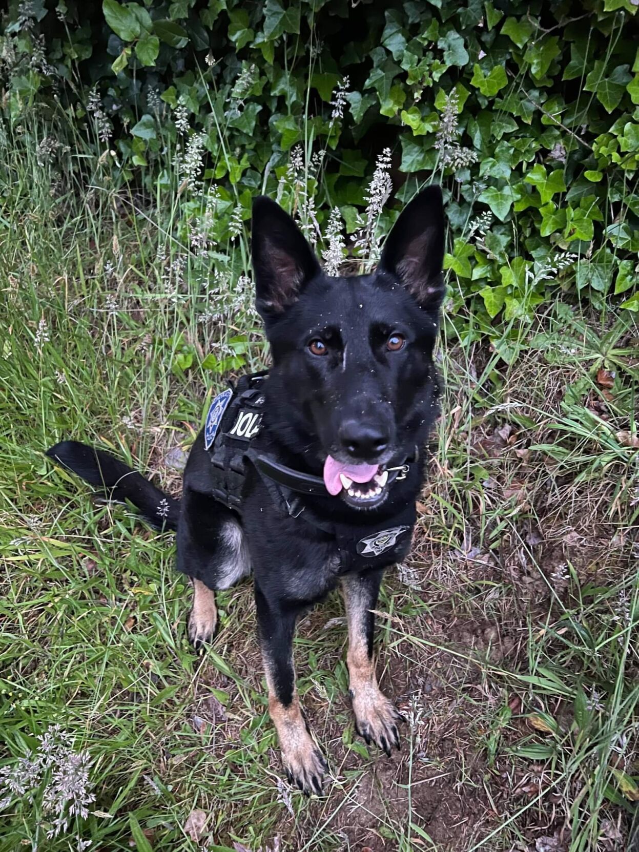 Captured! LCPD K9 tracks, captures wanted suspect | News | thenewsguard.com